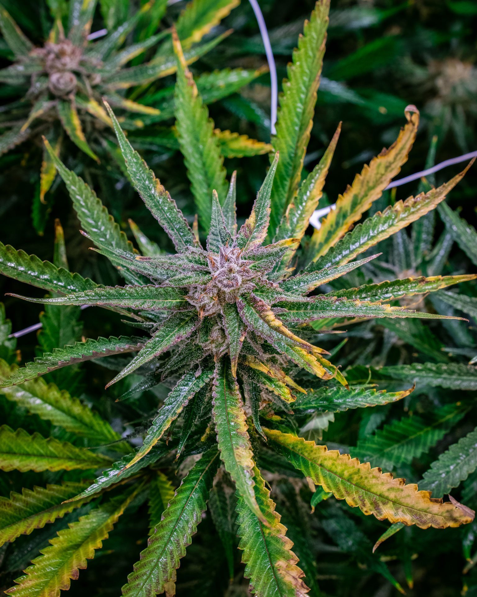 Banana Punch Indica Dominant Hybrid Strain Fresh Baked Boulder