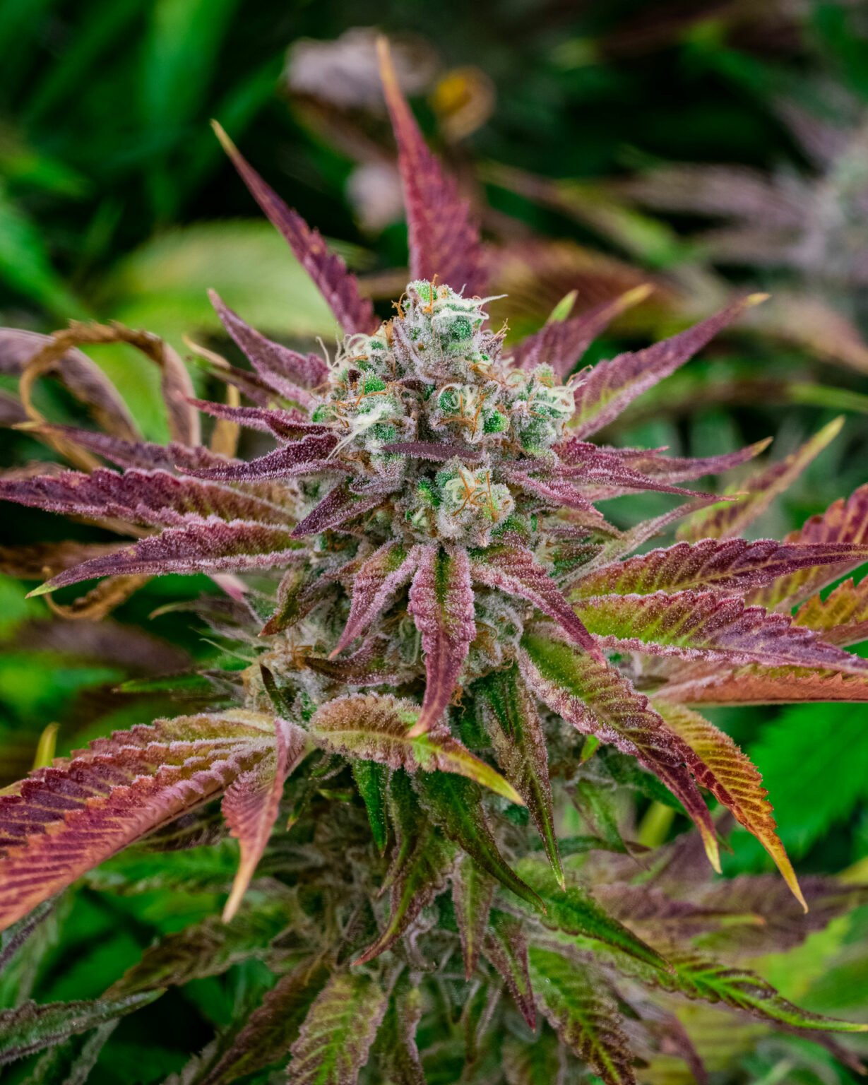 Super Lemon Haze Strain | Sativa Dominant Strain | Fresh Baked Boulder Super Lemon Haze Strain | Sativa Dominant Strain | Fresh Baked Boulder